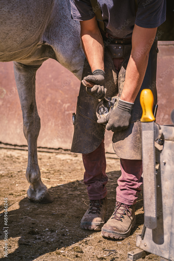 Horseshoeing. The farrier is preparing the hoof. The farrier shortens ...