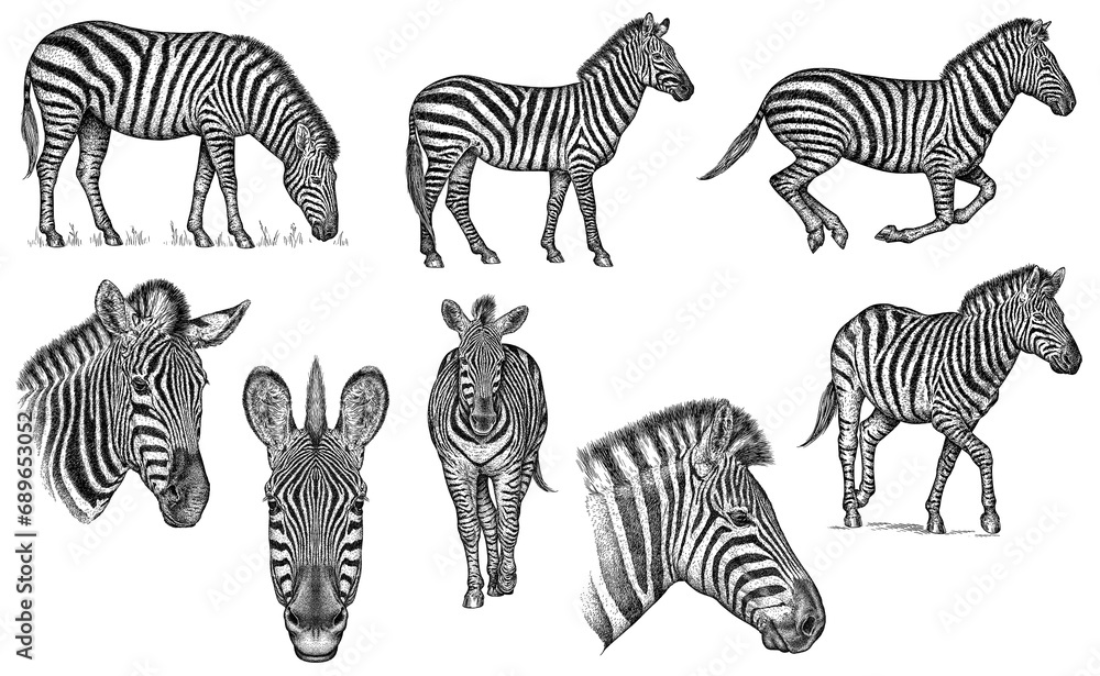 Vintage engraving isolated zebra horse set illustration ink sketch ...