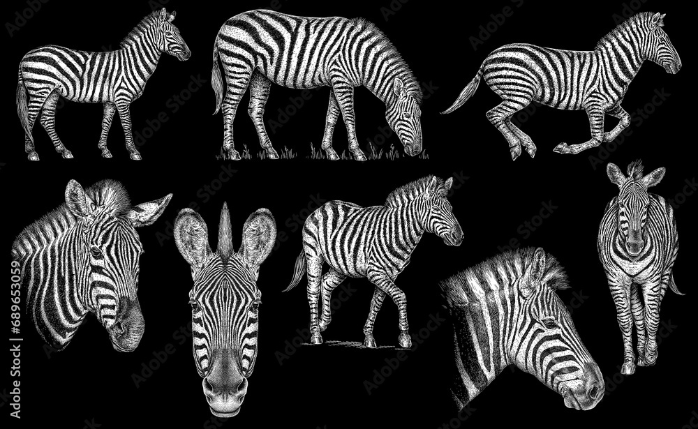 Vintage engraving isolated zebra horse set illustration ink sketch ...