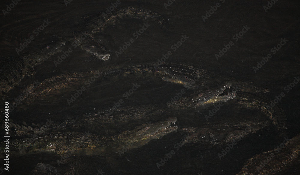 Nilkrokodil bei Nacht / Nile crocodile at night / Crocodylus niloticus ...