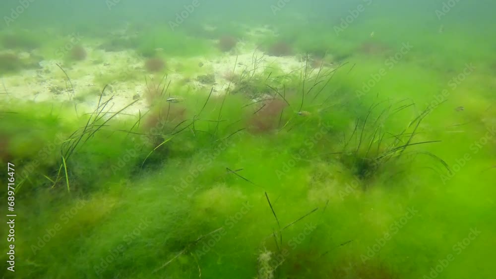 Sandy bottom covered with thick layer of fluffy Green Algae Cladophora ...