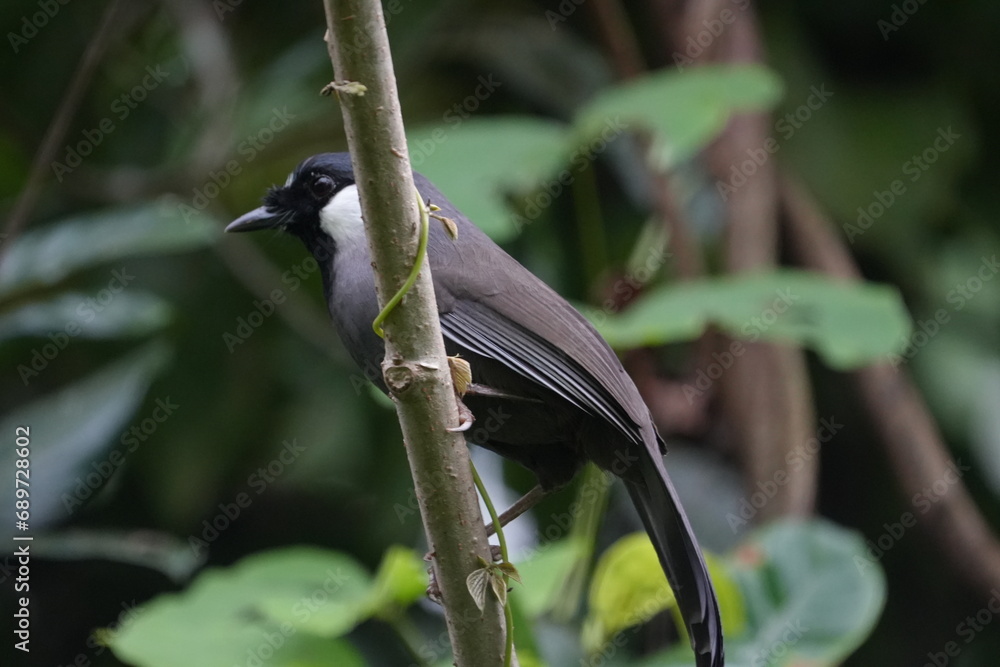 The Black-throated Laughingthrush, scientifically known as Garrulax ...