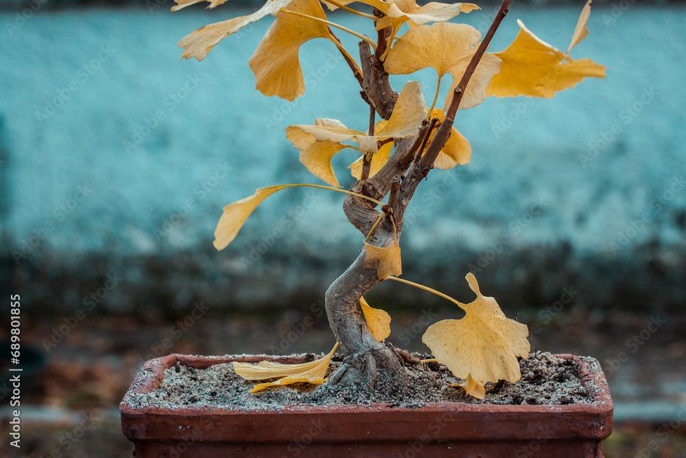 Ginkgo bilboa little potted bonsai tree with yellow leaves on blue ...