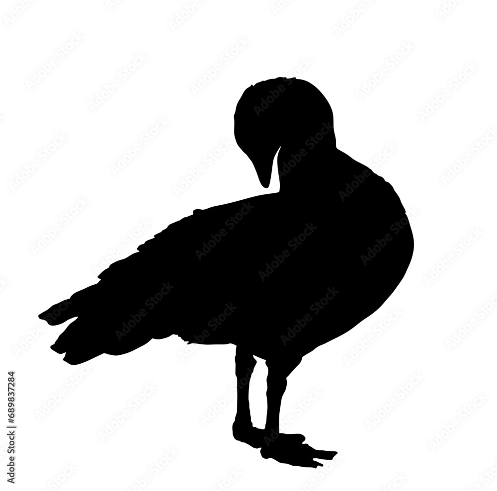 Magellanic goose vector silhouette illustration isolated on white ...