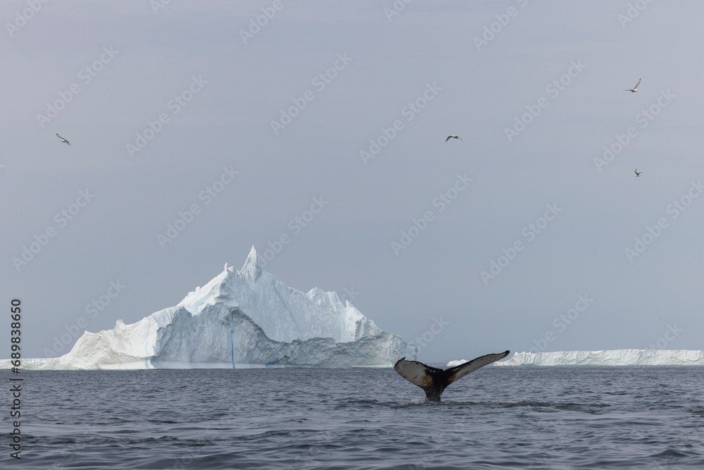 View of fin whale tail in front of an iceberg of Ilulissat, Greenland ...