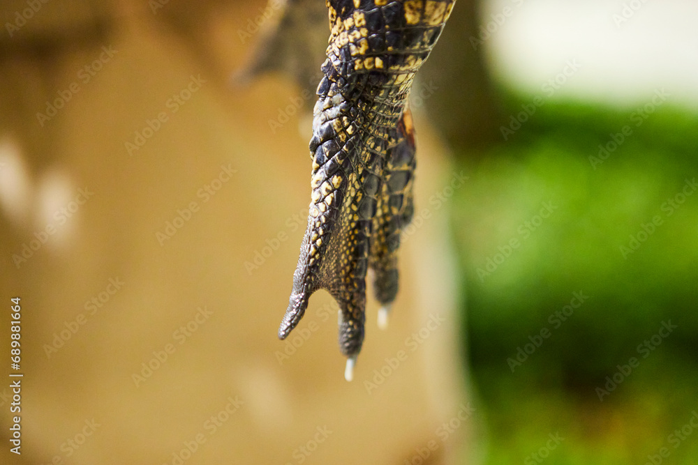 Scaly texture of the skin of a baby alligator. Torso, claw, and paw ...