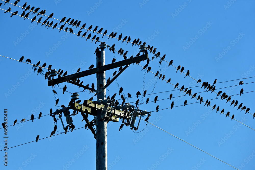 Hundreds of Blackbirds on electric/telephone lines and pole, coastal ...