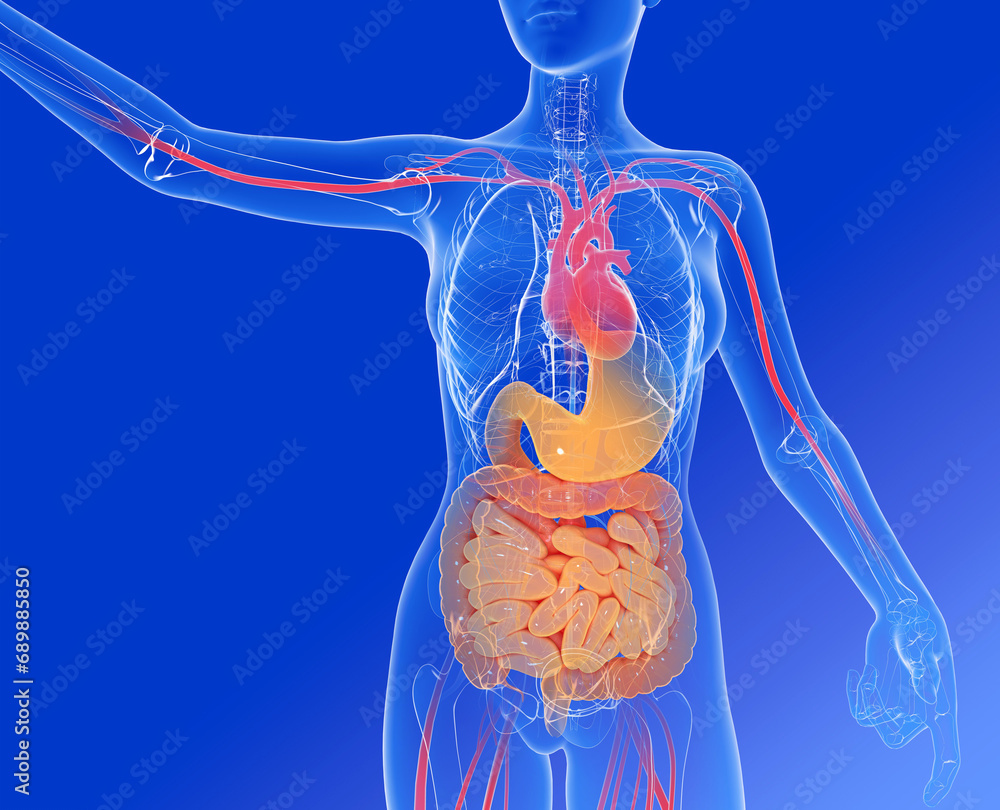 3D illustration of the digestive system of a woman seen from the front ...