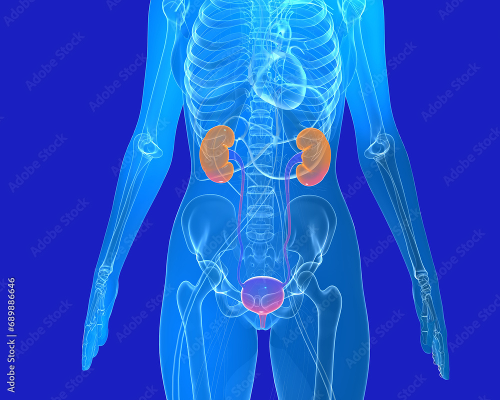 3d illustration of woman urinary system anatomy. Internal organs and ...