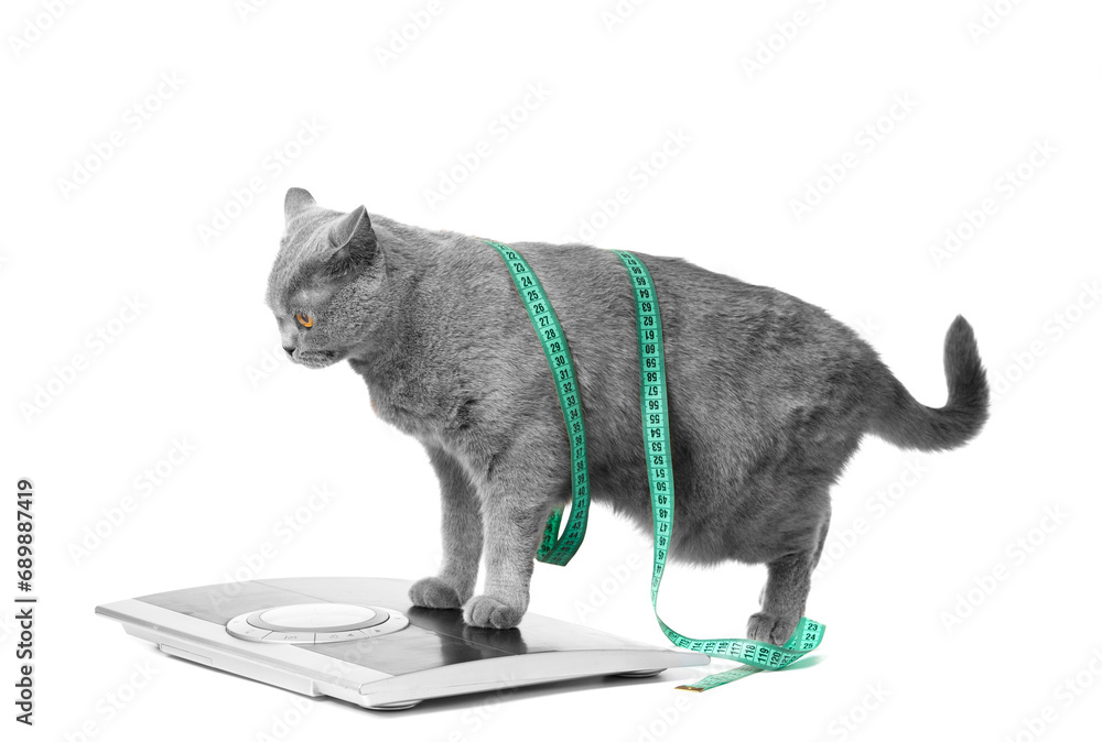 British cat stands on scales wearing a measuring tape on a white ...