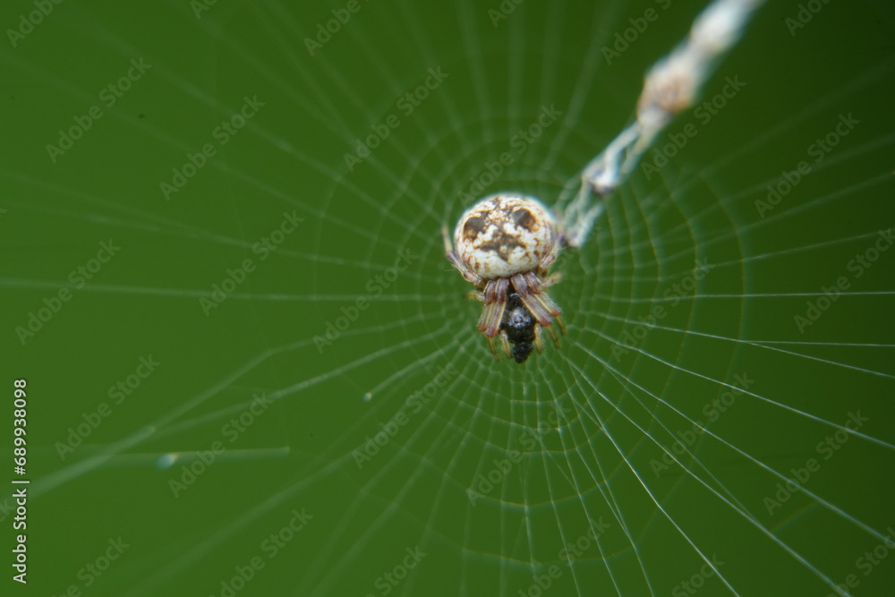 The Cyclosa confraga is a species of orb-weaving spider known for its ...