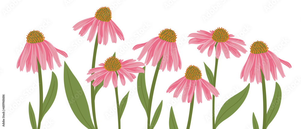 Echinacea, coneflowers, vector drawing wild plants at white background ...