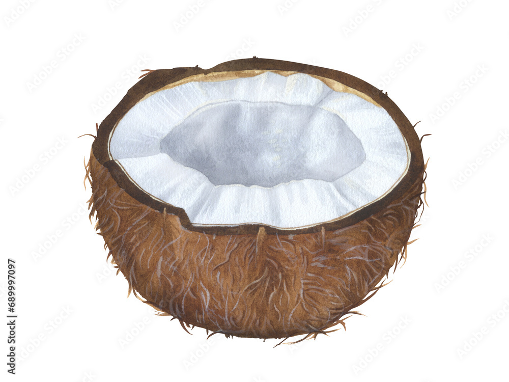 Half a Coconut. Watercolor botanical illustration. Hand drawn clip art ...