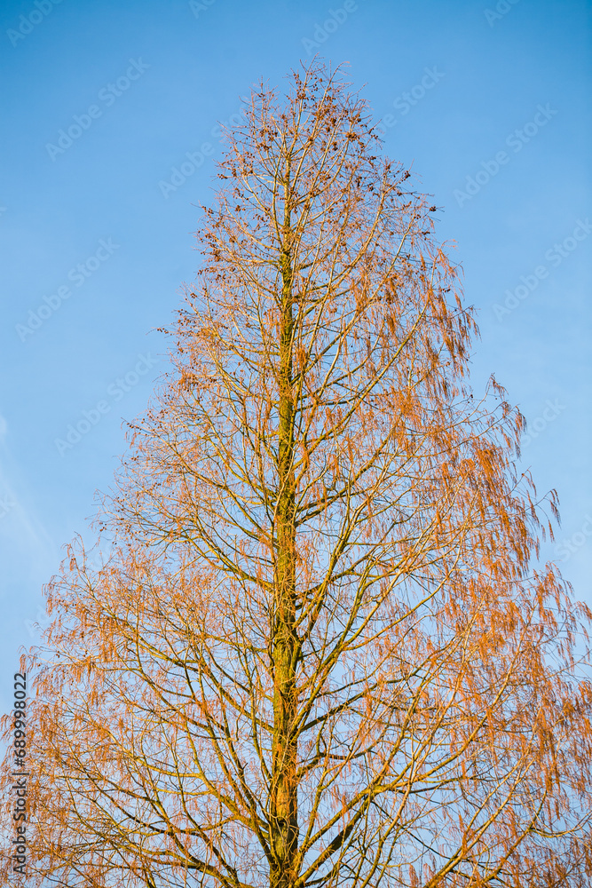 This image captures the towering elegance of a larch tree, its needles ...