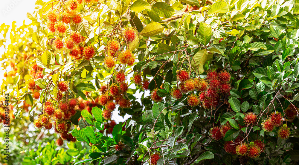 rambutan tree waiting for the harvest in the agriculture farm at asian ...