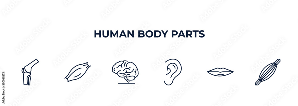 outline icons set from human body parts concept. editable vector ...
