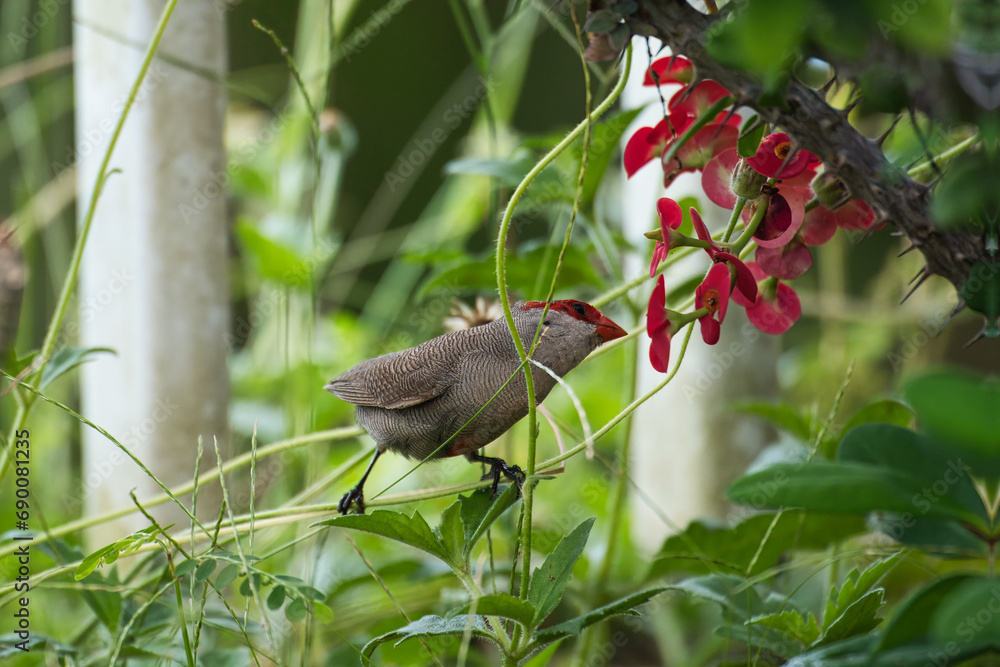 The common waxbill, also known as the St Helena waxbill, is a small ...