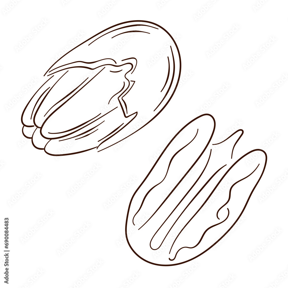 Pecan icons line art style. Hand drawn sketch for food menu, coloring ...