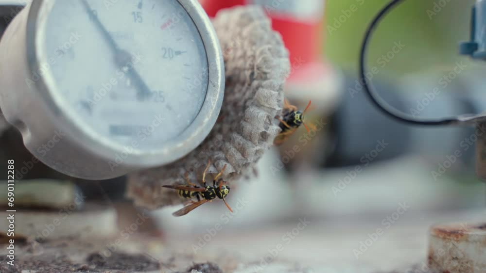 Aggressive and invasive wasps in their nest protecting larvae, striped ...