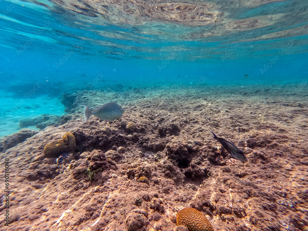 Naso annulatus fish known as Whitemargin Unicorn fish on his coral reef ...