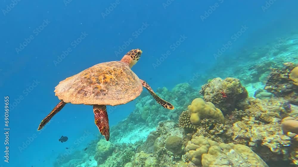 Vidéo Stock Life in the ocean. A sea turtle swims underwater near the ...