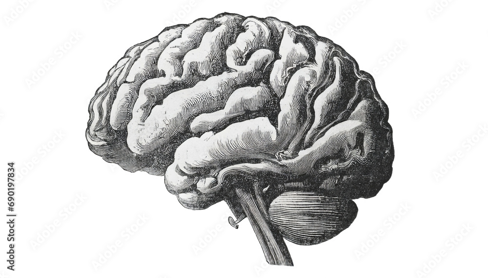 Pencil drawings reveal the complex structure of the human brain ...