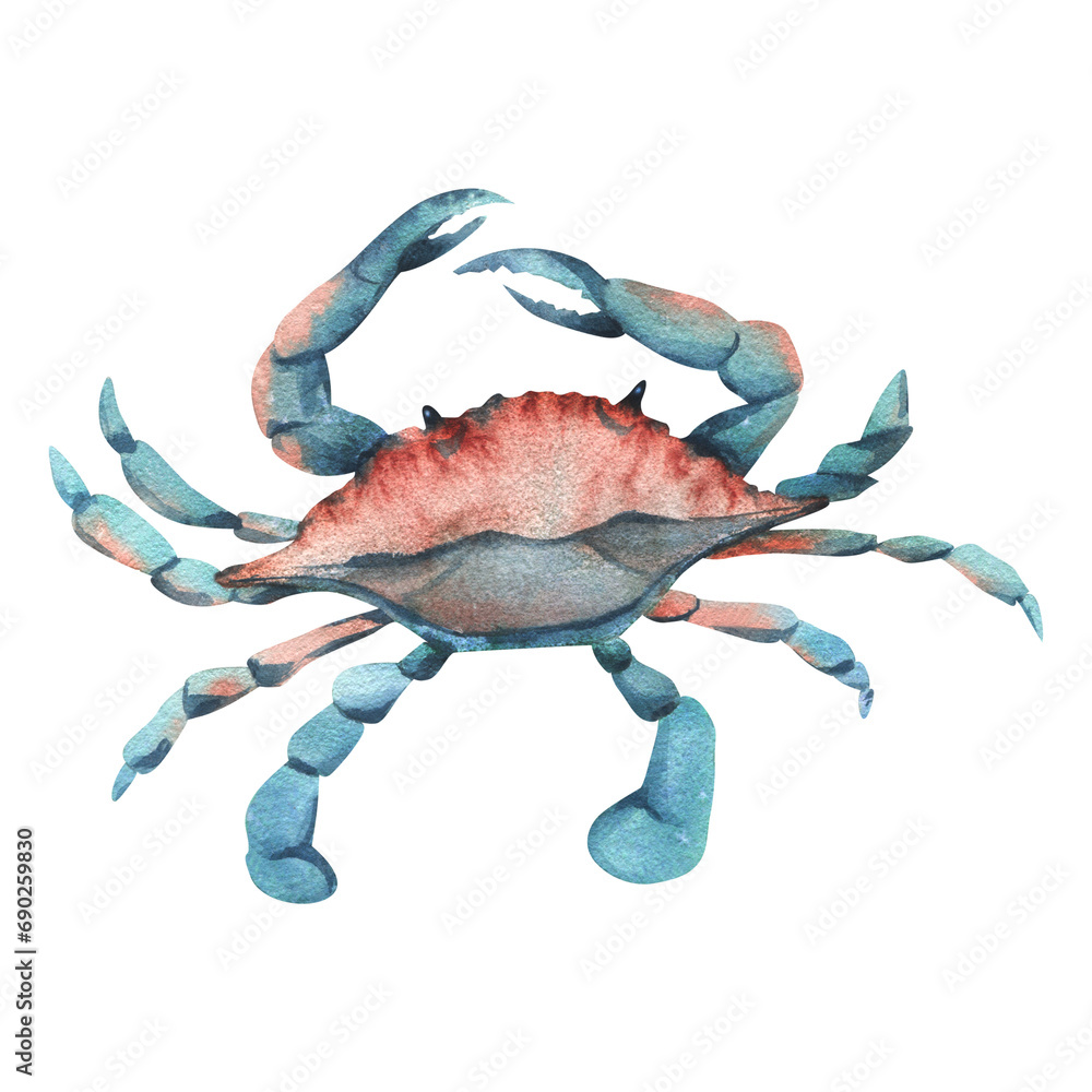 Blue crab top view in turquoise and coral color. Hand drawn watercolor ...