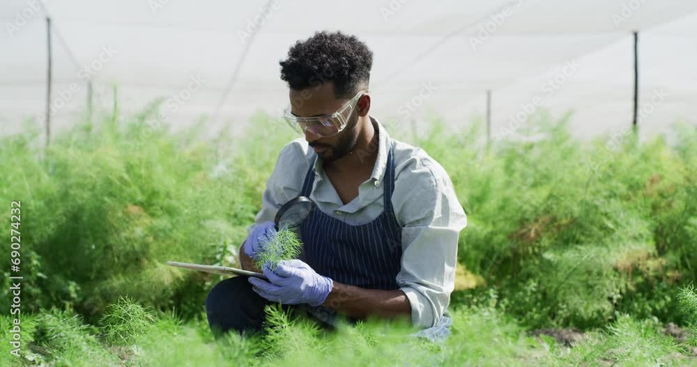 Vidéo Stock Greenhouse, research and black man checking plants with magnifying glass for ...