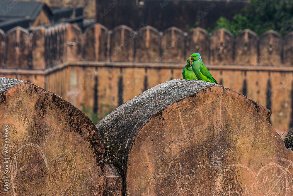 A hen and male Indian ringed parrot are sitting on a stone wall of an ...