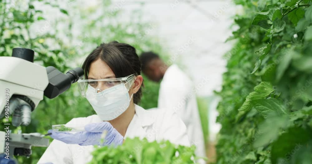 Greenhouse, research and scientist with sustainable plants for ...
