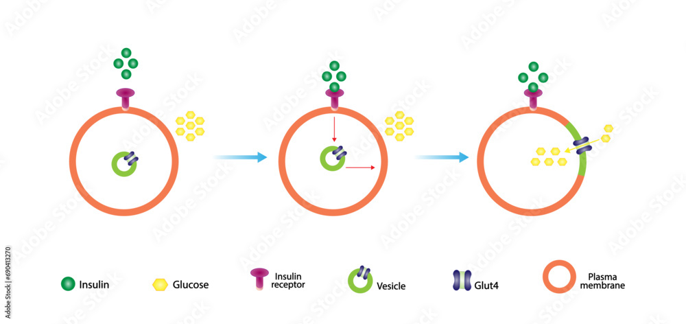 Insulin mechanism of action, regulates glucose metabolism and glucose ...