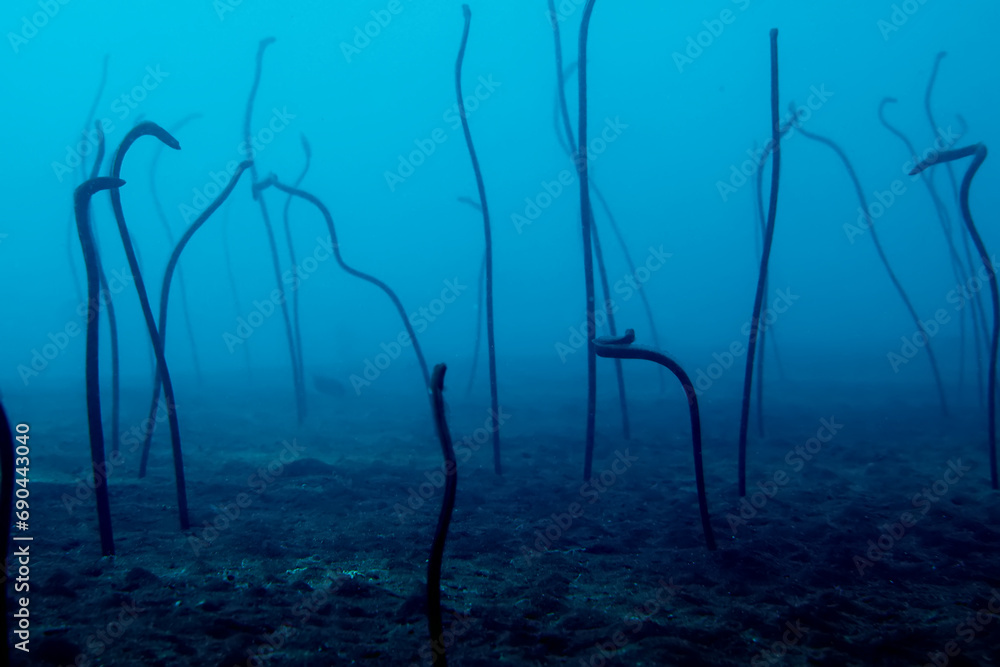 garden of eels underwater, eel sand snake ocean Stock Photo | Adobe Stock