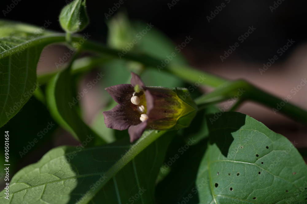 Flowers of Atropa belladonna, commonly known as belladonna or deadly ...