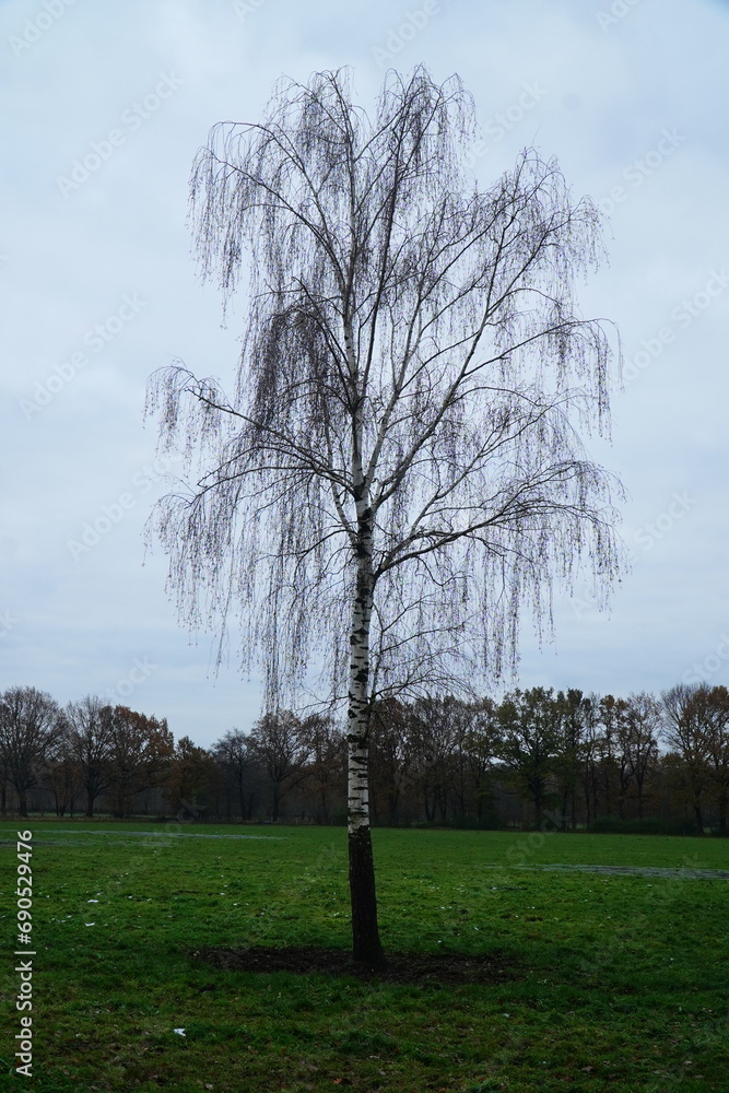 Silver birch (Betula pendula, family Betulaceae), also known as silver ...