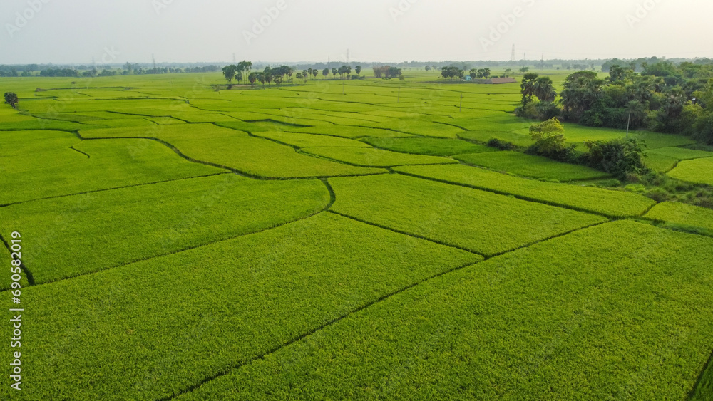 Rice field aerial Shot at east of India. 4K aerial views of rice field ...