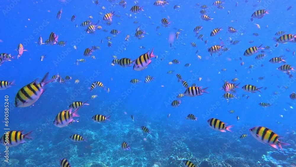 Vidéo Stock Snorkelling snorkel in Kho Surin Island Coral reef teaming ...