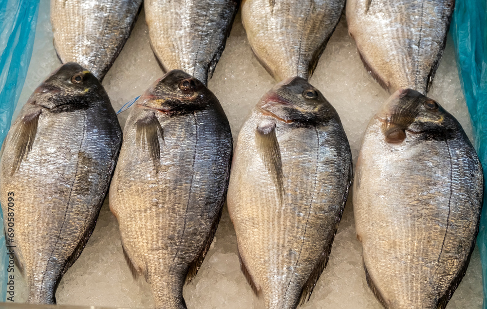 Gilt-head sea bream (Sparus aurata), Orata, Dorada, Dorade Royale ...
