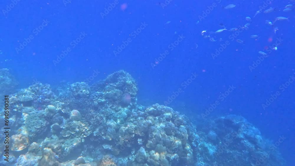 Snorkelling snorkel in Kho Surin Island Coral reef teaming with reef ...