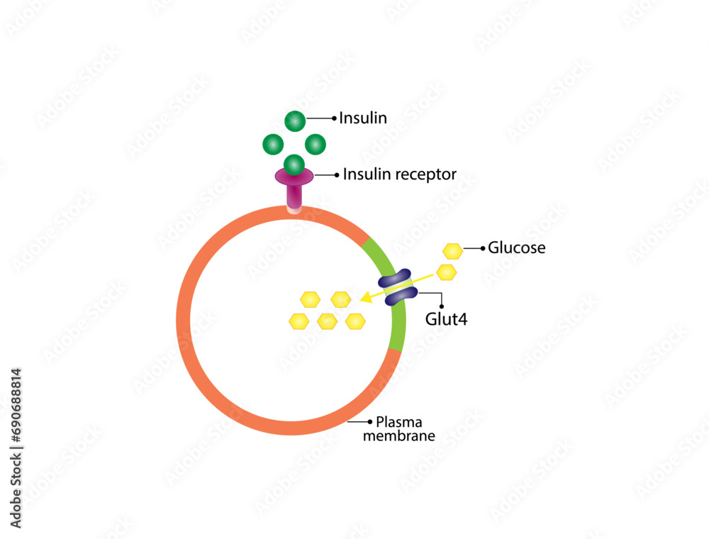 Insulin mechanism of action, regulates glucose metabolism and glucose ...