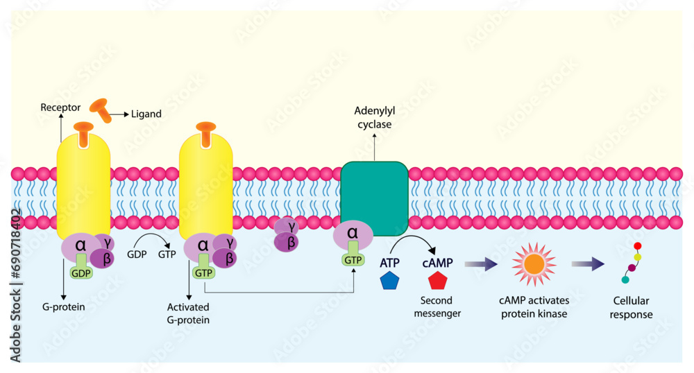 G protein coupled receptor. Structure of a G protein-coupled receptor (GPCR). Cell membrane ...