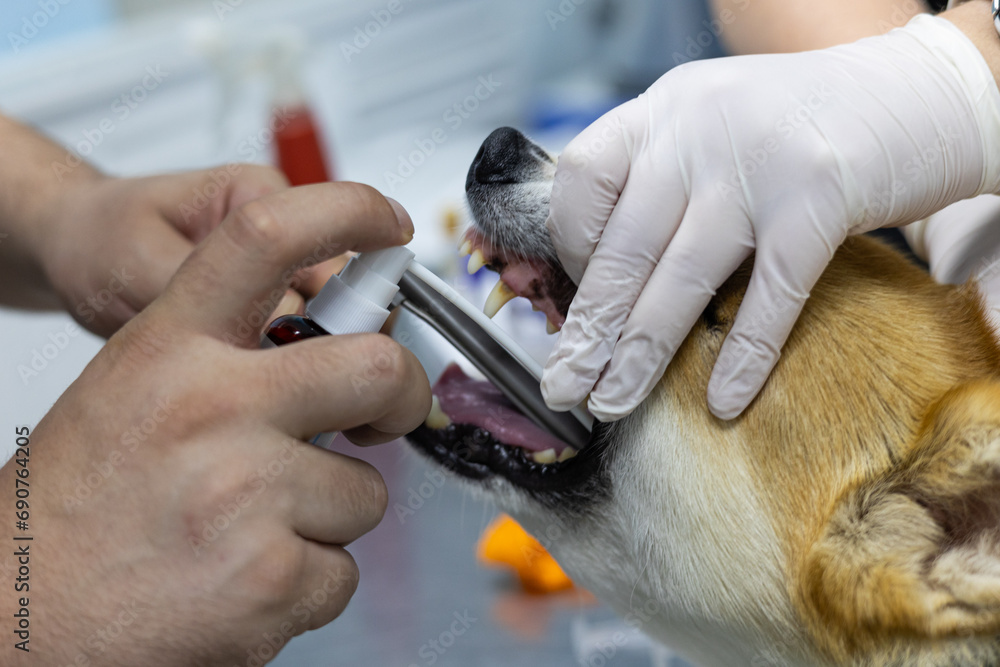 A veterinary anesthesiologist uses a laryngoscope to place an ...