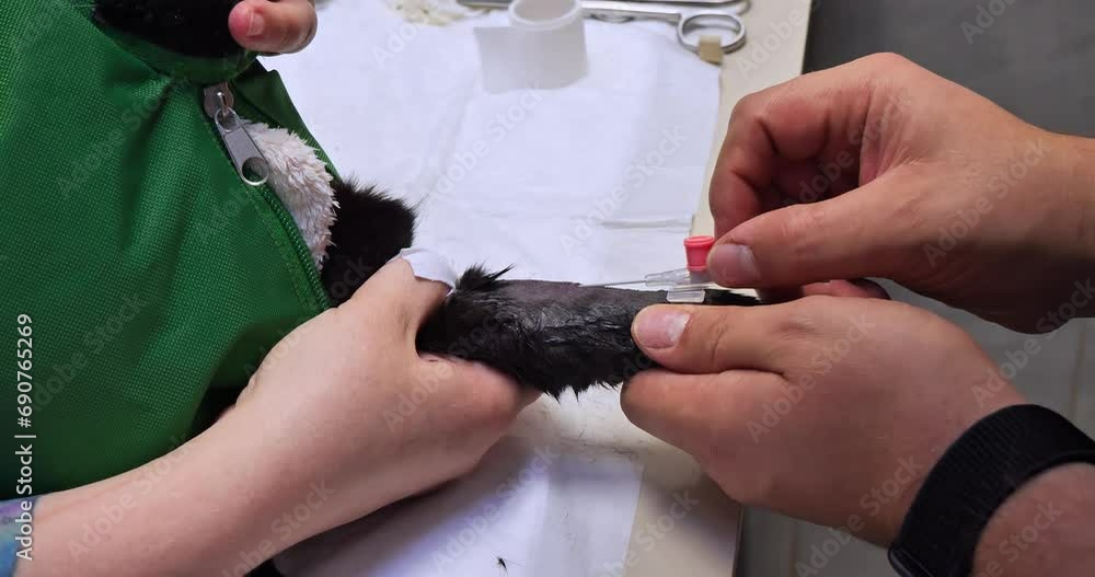 Close-up of an IV catheter being installed in a dog. A doctor's gloved ...