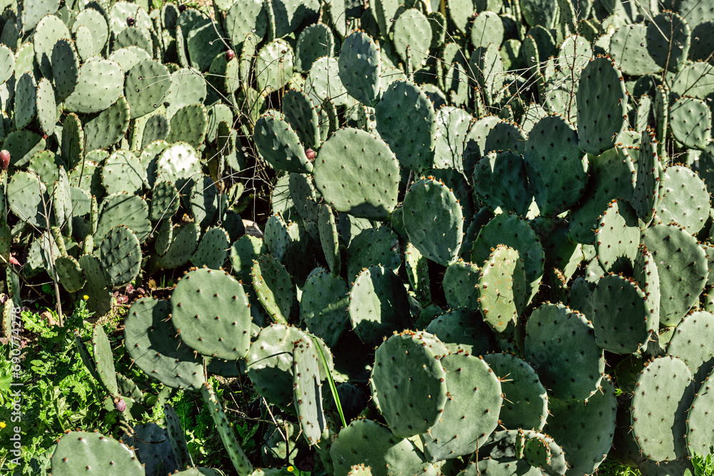 Opuntia ficus-indica, known, among other names, as nopal, fig tree ...