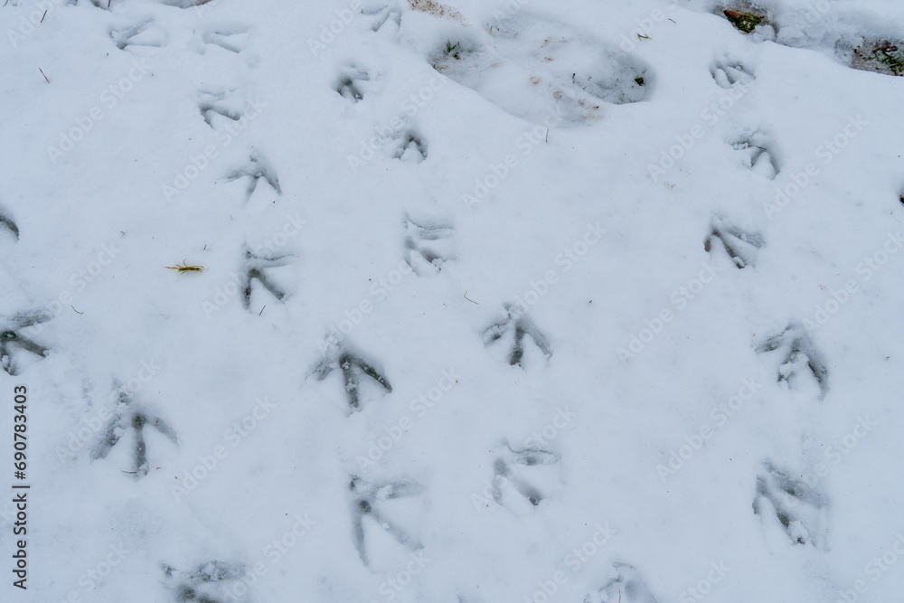 Duck and goose feet leave distinctive prints in the crisp, winter snow ...