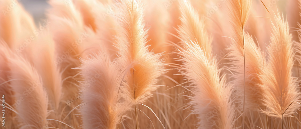 close view of pampas grass pastel peachy color embracing new year 2024 ...