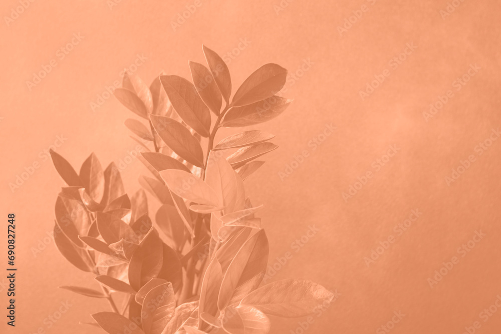 Peach Fuzz Zamioculcas zamifolia - dollar tree. Tropical ornamental ...