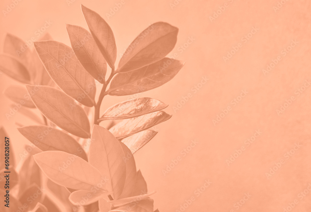 Peach Fuzz Zamioculcas zamifolia - dollar tree. Tropical ornamental ...