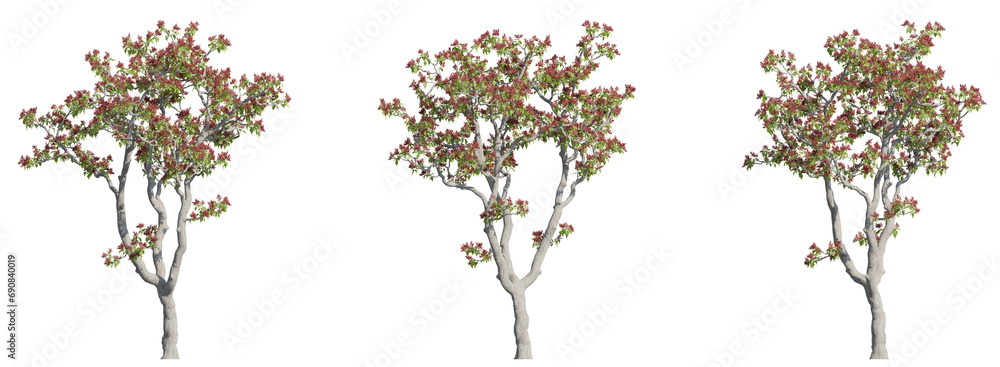 Set of tiger claw trees 3D rendering with transparent background, for ...