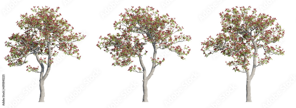 Set of tiger claw trees 3D rendering with transparent background, for ...