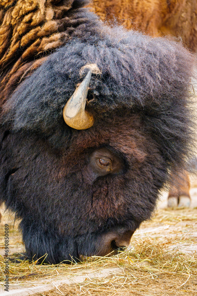 Close-up portrait of a bison grazing on dry grass in a wildlife nature ...
